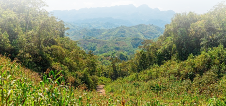 An explainer: The Shamba System – Vellum Kenya